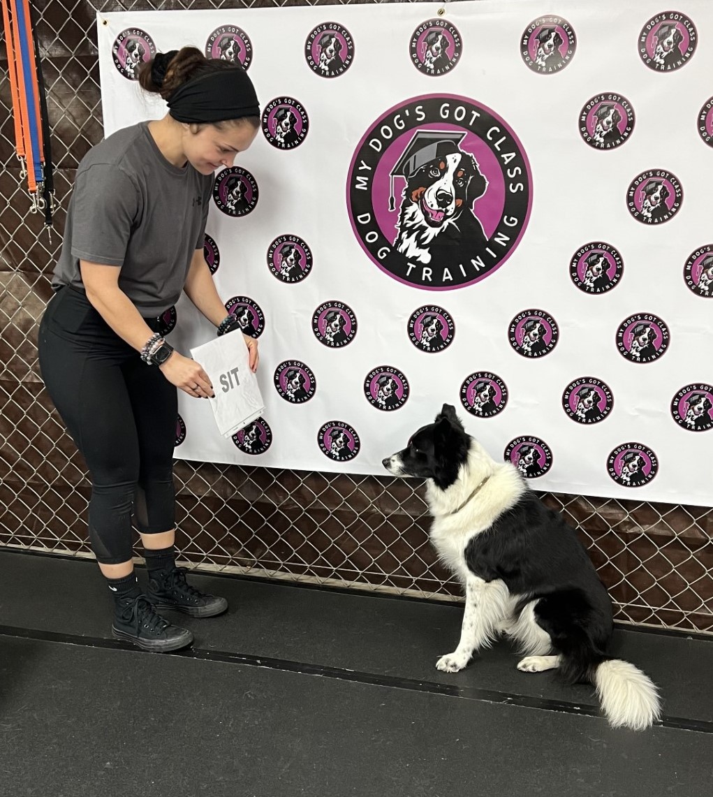 Mind Games: Cognitive Canine – My Dog's Got Class